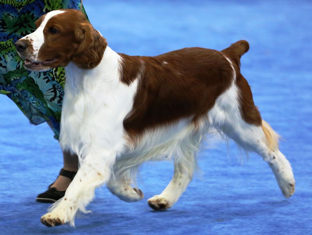 Welsh Springer Spaniel - The Breed Archive