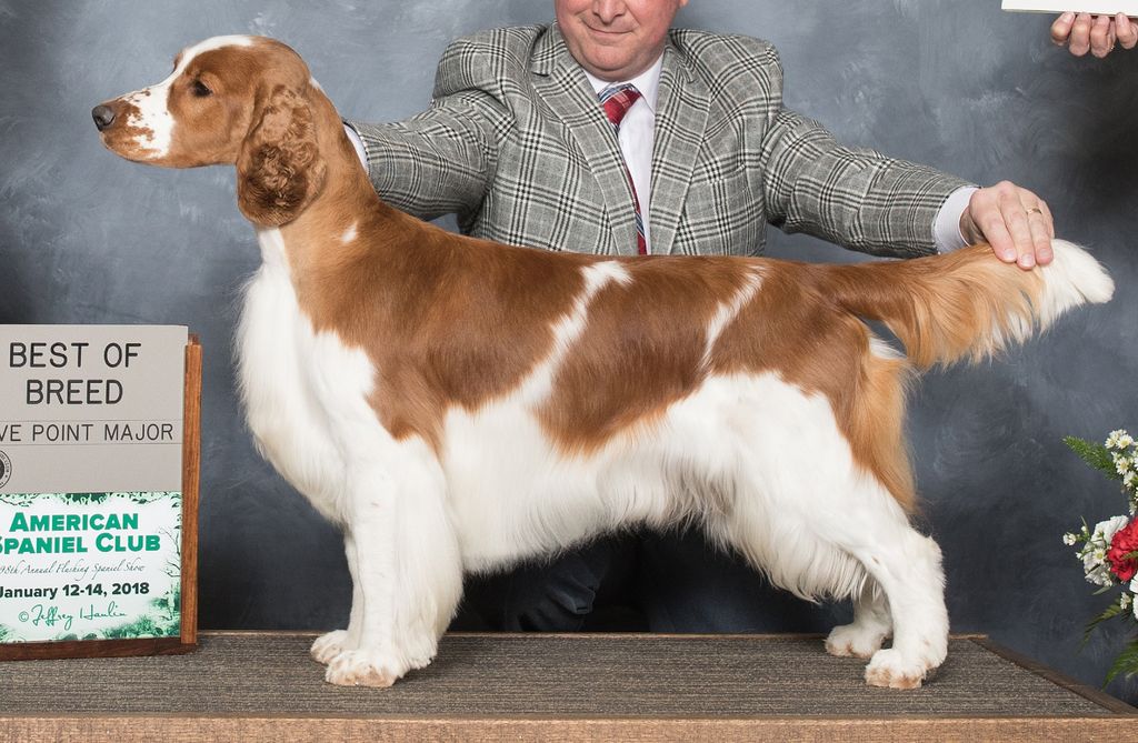 Welsh Springer Spaniel - The Breed Archive
