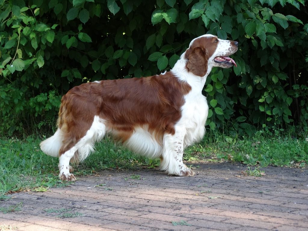 Welsh Springer Spaniel - The Breed Archive