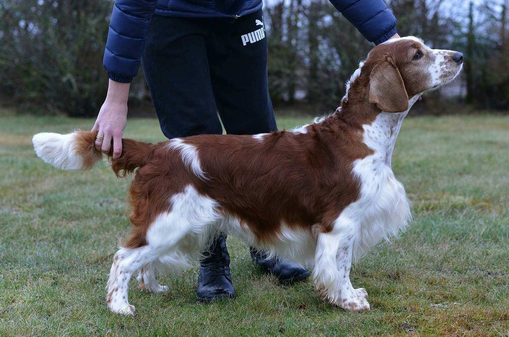 Welsh Springer Spaniel - The Breed Archive