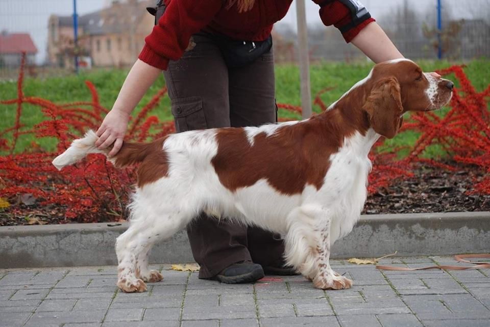 Welsh Springer Spaniel - The Breed Archive