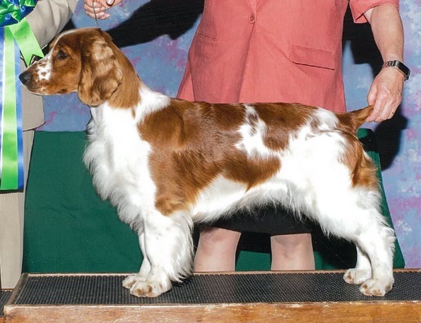 Welsh Springer Spaniel - The Breed Archive