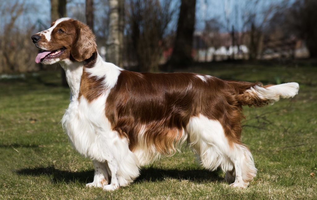 Welsh Springer Spaniel - The Breed Archive