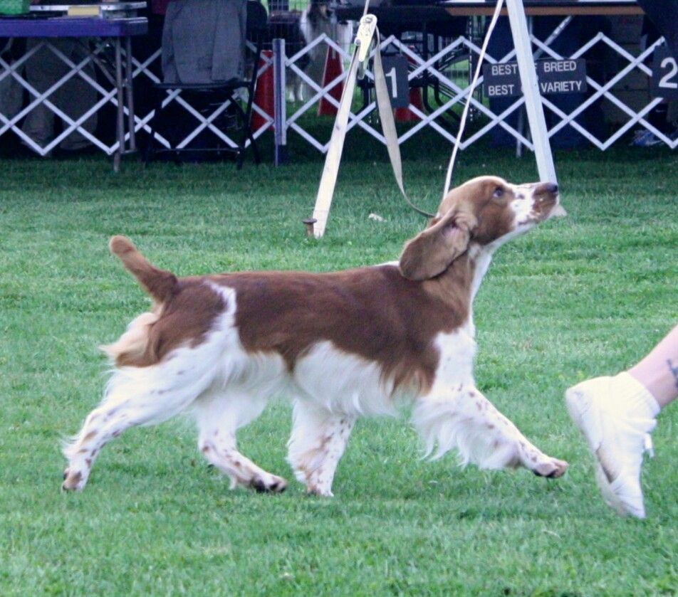 Welsh Springer Spaniel - The Breed Archive