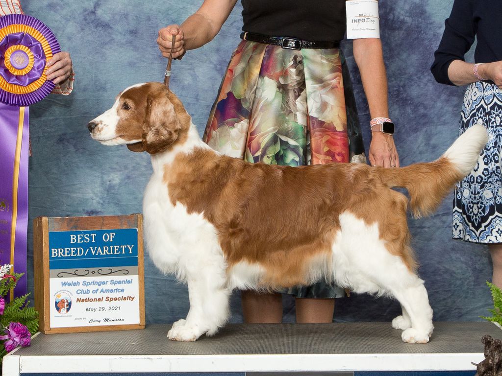 Welsh Springer Spaniel - The Breed Archive