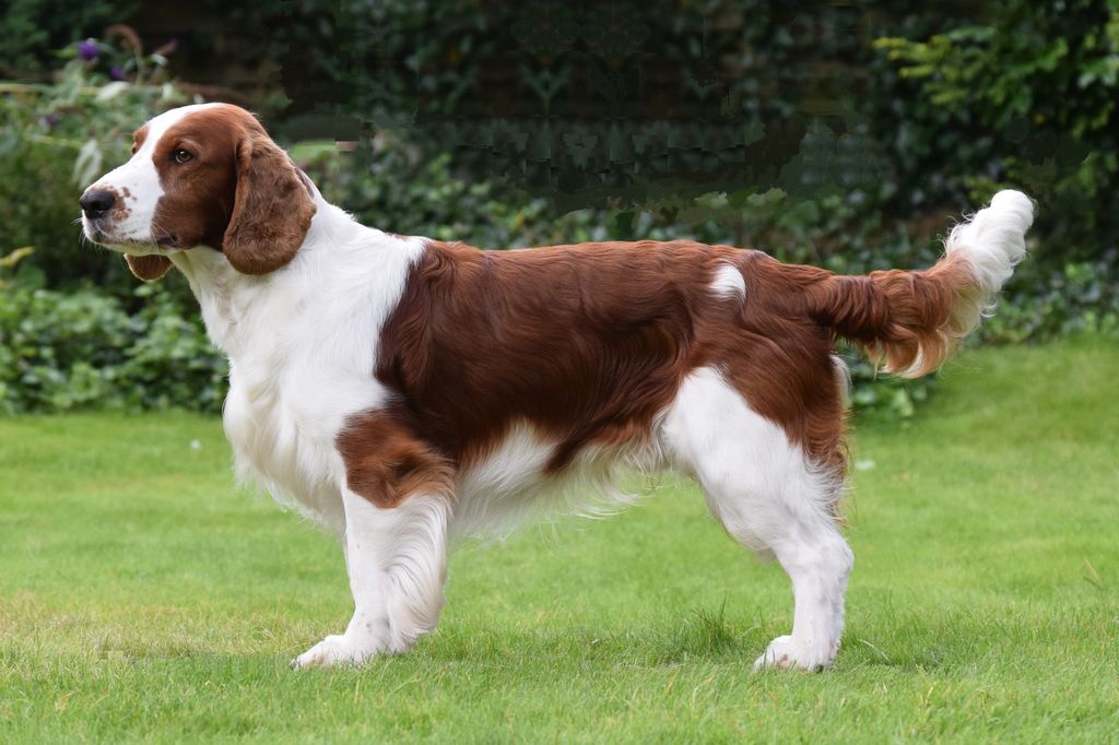 Welsh Springer Spaniel - The Breed Archive
