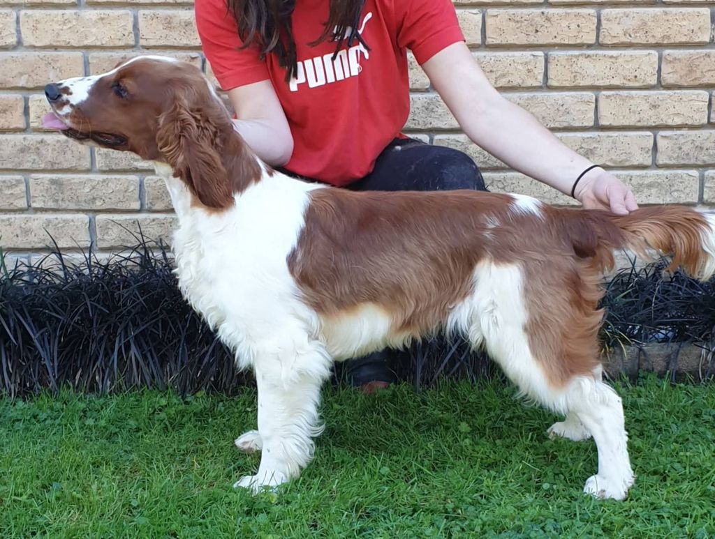 Welsh Springer Spaniel - The Breed Archive