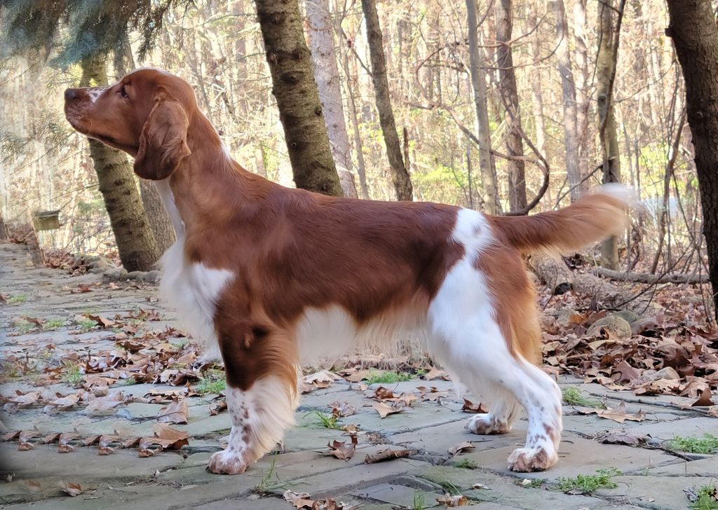 Welsh Springer Spaniel - The Breed Archive